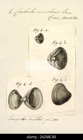 Corbula Corbula, Print, est une espèce d'eau salée très petites ...