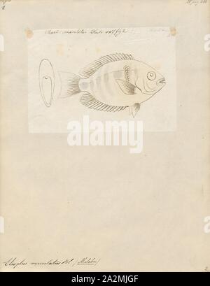 Chromate d'orange [ Etroplus maculatus ] dans l'aquarium de la maison d ...