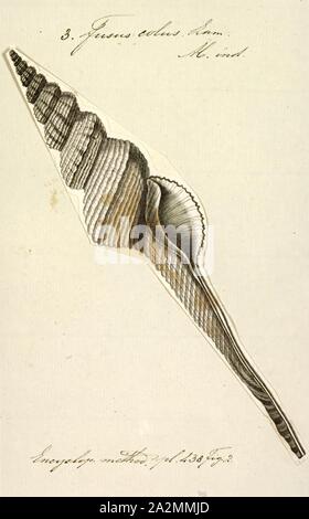 La fusée (Fusinus colus quenouille), snail-shell Photo Stock - Alamy