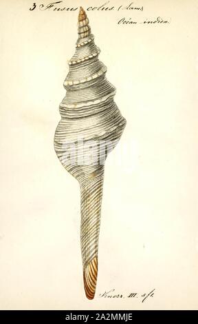 La fusée (Fusinus colus quenouille), snail-shell Photo Stock - Alamy