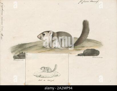 Loir Graphiurus murinus forestiers africains, Gliridae, Rodentia ...