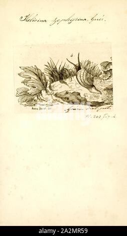 Helicina, Imprimer, Helicina est une espèce d'escargots terrestres ...