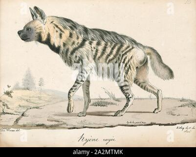 Hyena striata, Print, Hyena est un genre composé de deux des espèces ...