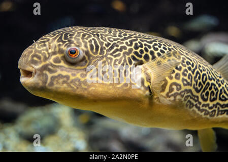 Mbu Puffer, Giant Puffer géant ou poisson-globe d'eau douce, Tetraodon ...