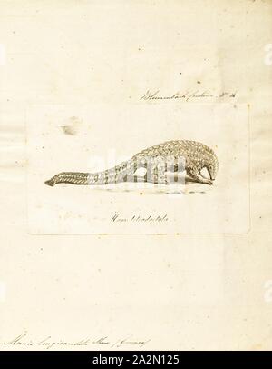 Manis longicaudata, Print, la pangoline à queue longue (Phataginus ...