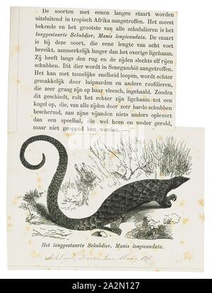 Manis longicaudata, Print, la pangoline à queue longue (Phataginus ...