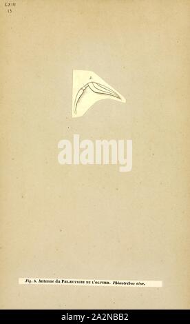 Phloeotribus, Imprimer, Phloeotribus est un genre de crenulate scolytes ...