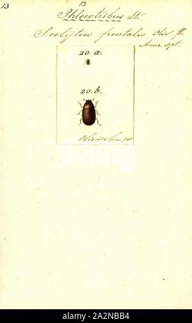 Phloeotribus, Imprimer, Phloeotribus est un genre de crenulate scolytes ...