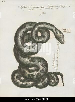 Python bivittatus, Imprimer, le python birman (Python bivittatus) est l ...