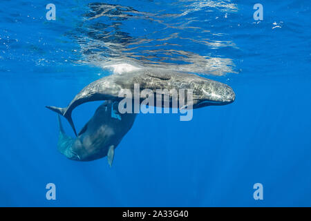 Whaless deux cachalots, Physeter macrocephalus, jouer les uns aux ...