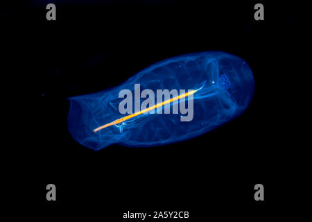 Cette tuniciers pélagiques ou Pegea confoederata, salp, fait partie de ...