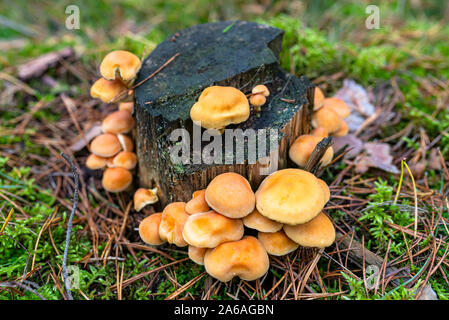 Champignons jaune poussant sur un tronc d'arbre Photo Stock - Alamy