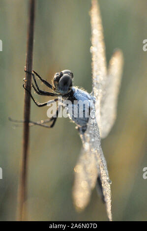 Une libellule est un type d'insecte appartenant à l'ordre des odonates ...
