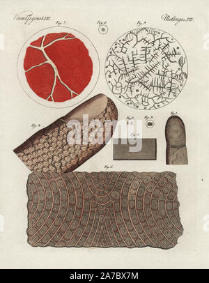 Des cellules sanguines humaines sous microscope. Des frottis grossie ...