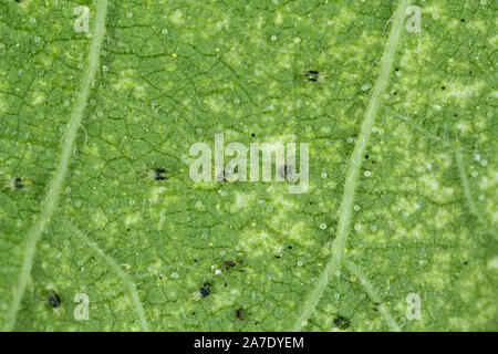 Tétranyque à deux points Tetranychus urticae les dommages causés par l ...