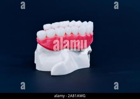 La mâchoire humaine avec l'anatomie des dents et des gencives en illustration médicale modèle ...