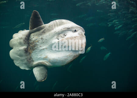 Mondfisch Mond-Fisch Klumpfisch,,, Mola mola, le Malachigan, ocean ...