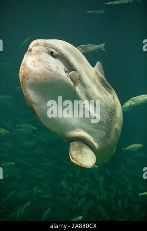 Mondfisch Mond-Fisch Klumpfisch,,, Mola mola, le Malachigan, ocean ...