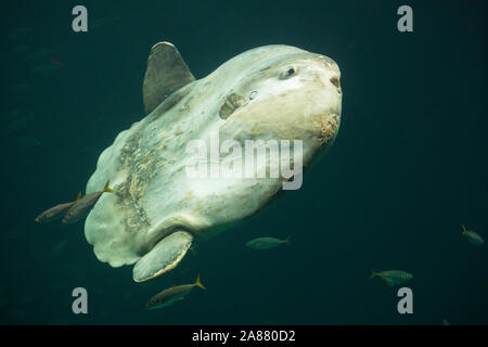Mondfisch Mond-Fisch Klumpfisch,,, Mola mola, le Malachigan, ocean ...