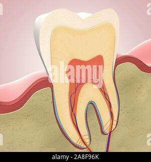 Coupe transversale d'une dent molaire - illustration 3d Photo Stock - Alamy