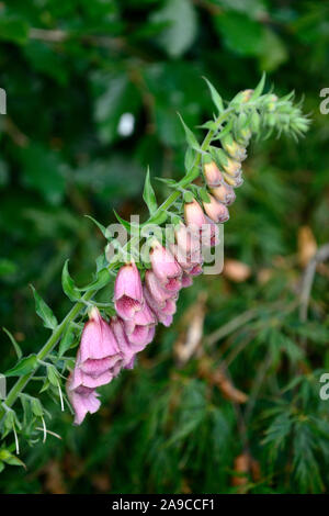 Digitalis mertonensis Digitalis mertonensis,×,strawberry foxglove ...