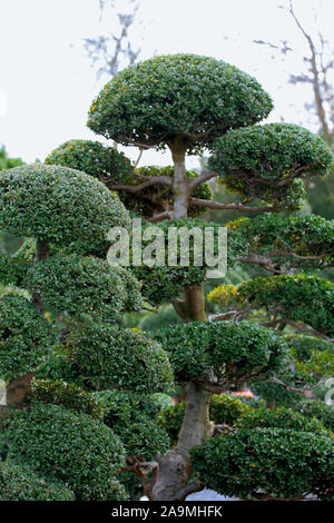 Arbre Ilex crenata, nuage, Topiaire houx japonais. C'est Holly japonais ...