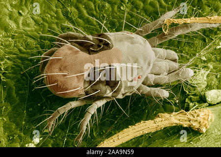 Tétranychus urticaire (Tetranychus urticaire) bronzant, chassant les ...