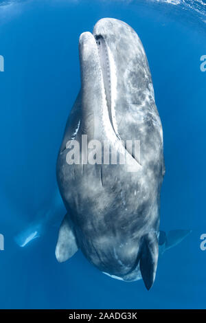 Cachalot, Physeter macrocephalus, avec la bouche ouverte montrant les ...