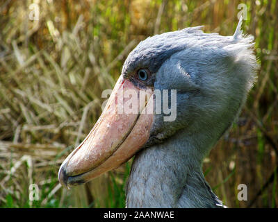 Bec-en-sabot du Nil (Balaeniceps rex) est un grand oiseau avec une ...