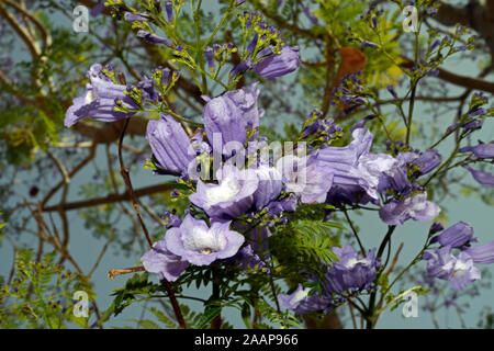Jacaranda bleu arbre de l'espèce Jacaranda mimosifolia avec fleurs de ...