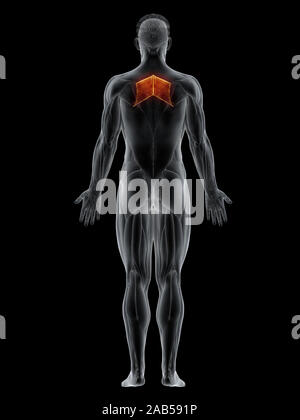 Illustration de l'anatomie de la rhomboïde major.acquisition de rayons ...