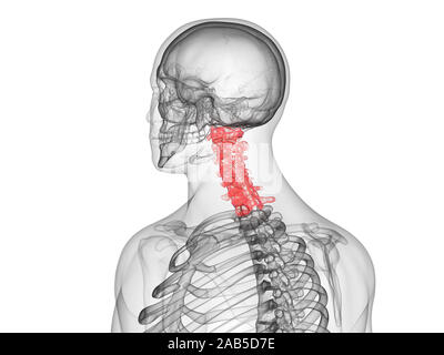 Vertèbre cervicale, ILLUSTRATION Banque D'Images, Photo Stock: 75742937 ...