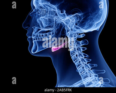 Les droits de l'os hyoïde Photo Stock - Alamy