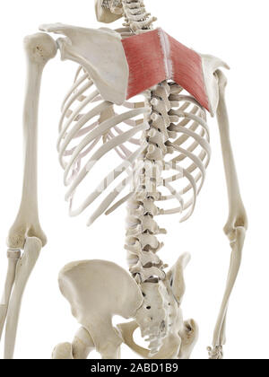 Illustration de l'anatomie de la rhomboïde major.acquisition de rayons ...