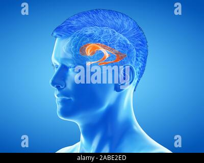 Cerveau latéral ventricule Anatomy for Medical concept 3D Illustration ...
