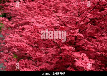Acer palmatum otome zakura feuilles rouge arbre arbres feuillus érable ...