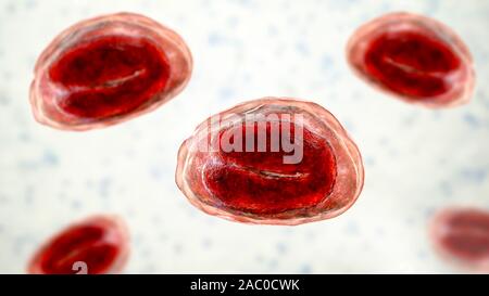 Les vers ronds (Enterobius vermicularis) oeufs de nématodes révèle dans ...