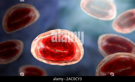 Les vers ronds (Enterobius vermicularis) oeufs de nématodes révèle dans ...