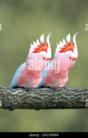 Cacatoès ROSE OU LE MAJOR MITCHELL'S COCKATOO cacatua leadbeateri Photo ...