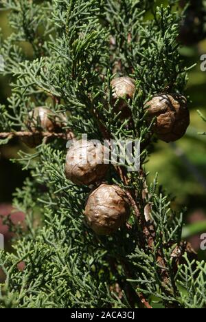 Cupressus sempervirens, cyprès, fleurs Photo Stock - Alamy