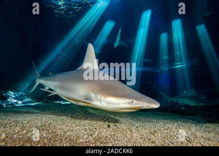Bien que rarement vu, le requin, Carcharhinus plumbeus, est ...