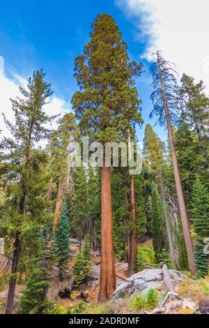 Le Séquoia géant, Sequoiadendron giganteum, le long de la forêt géante ...