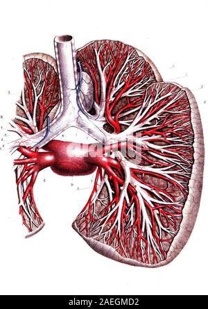 Vintage illustration de l'anatomie, système respiratoire humain : les ...