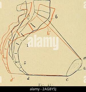 Traité d'anatomie humaine . antéro-inférieur ou groupe de Lapointe ...