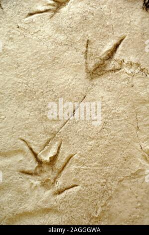 Des empreintes de dinosaures Ornithopsis, ou oiseau-comme des ...