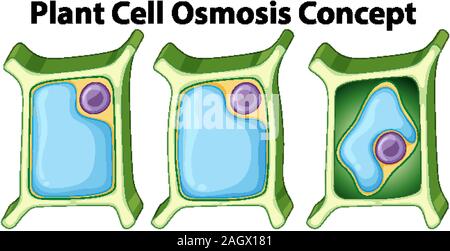 Schéma de l'osmose cellulaire végétale concept illustration Image ...