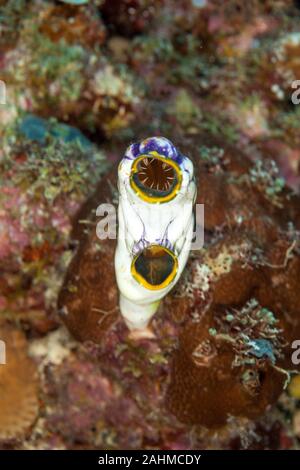 Sea Squirt, ascidie plissée, ou vivant sur le récif Photo Stock - Alamy