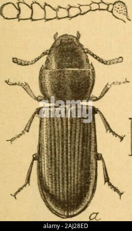 Les insectes du ménage principal United States . pratique de pose de ...