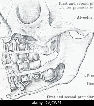 Illustration de l'anatomie complète des dents supérieure et inférieure ...