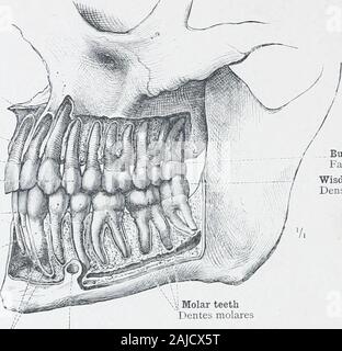 Mâchoire inférieure humaine avec dents et gencives modèle anatomique ...